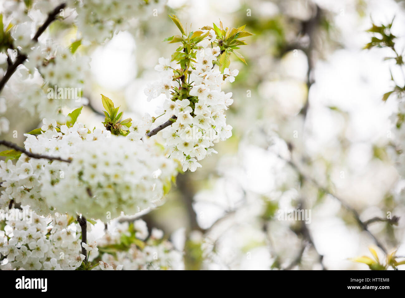 Beautiful tree flowers in blossom in garden Stock Photo - Alamy
