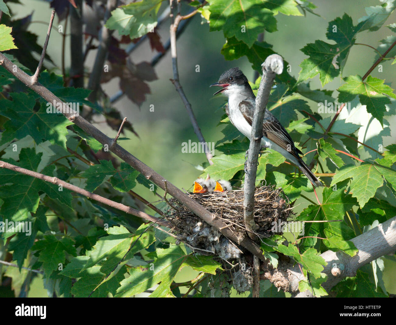 Eastern kingbird nest hi-res stock photography and images - Alamy