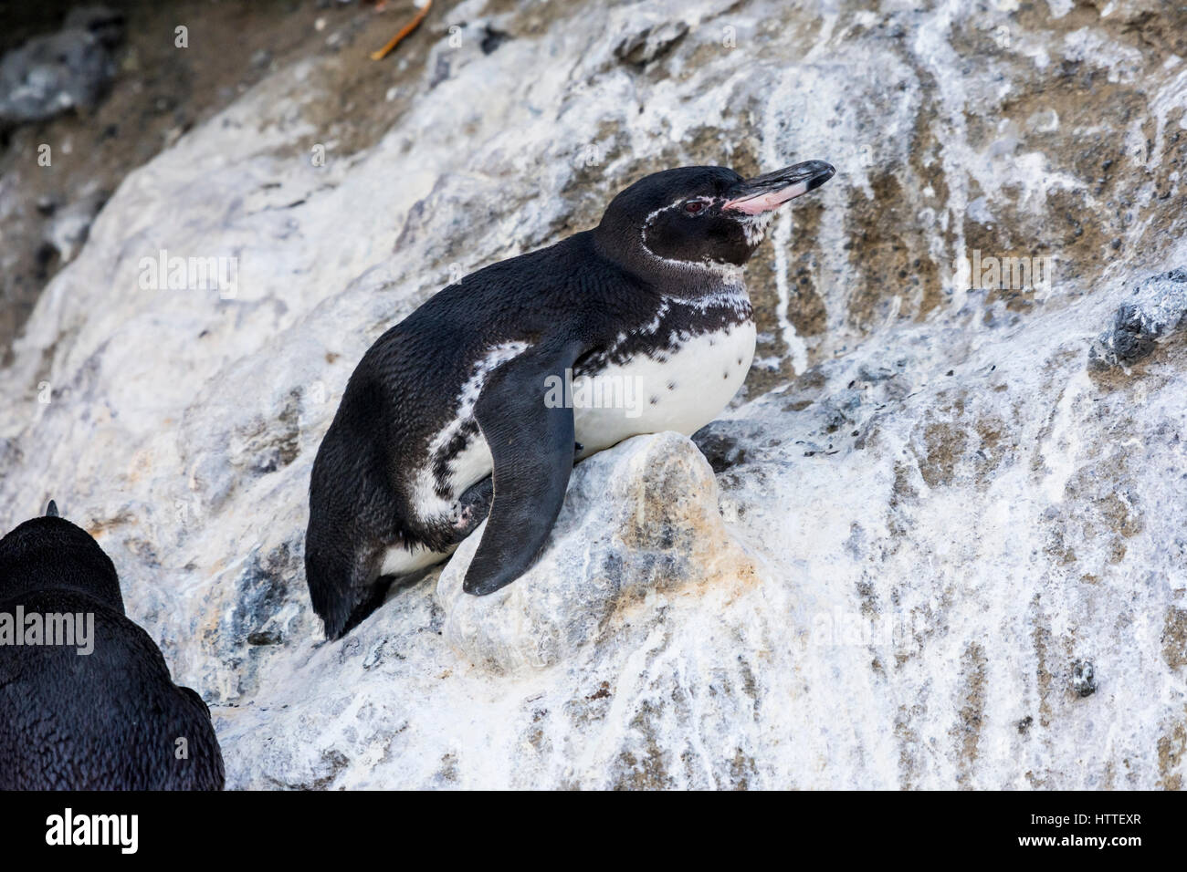 Galapagos Penguin (Spheniscus mendiculus) resting on the rocky shore in ...