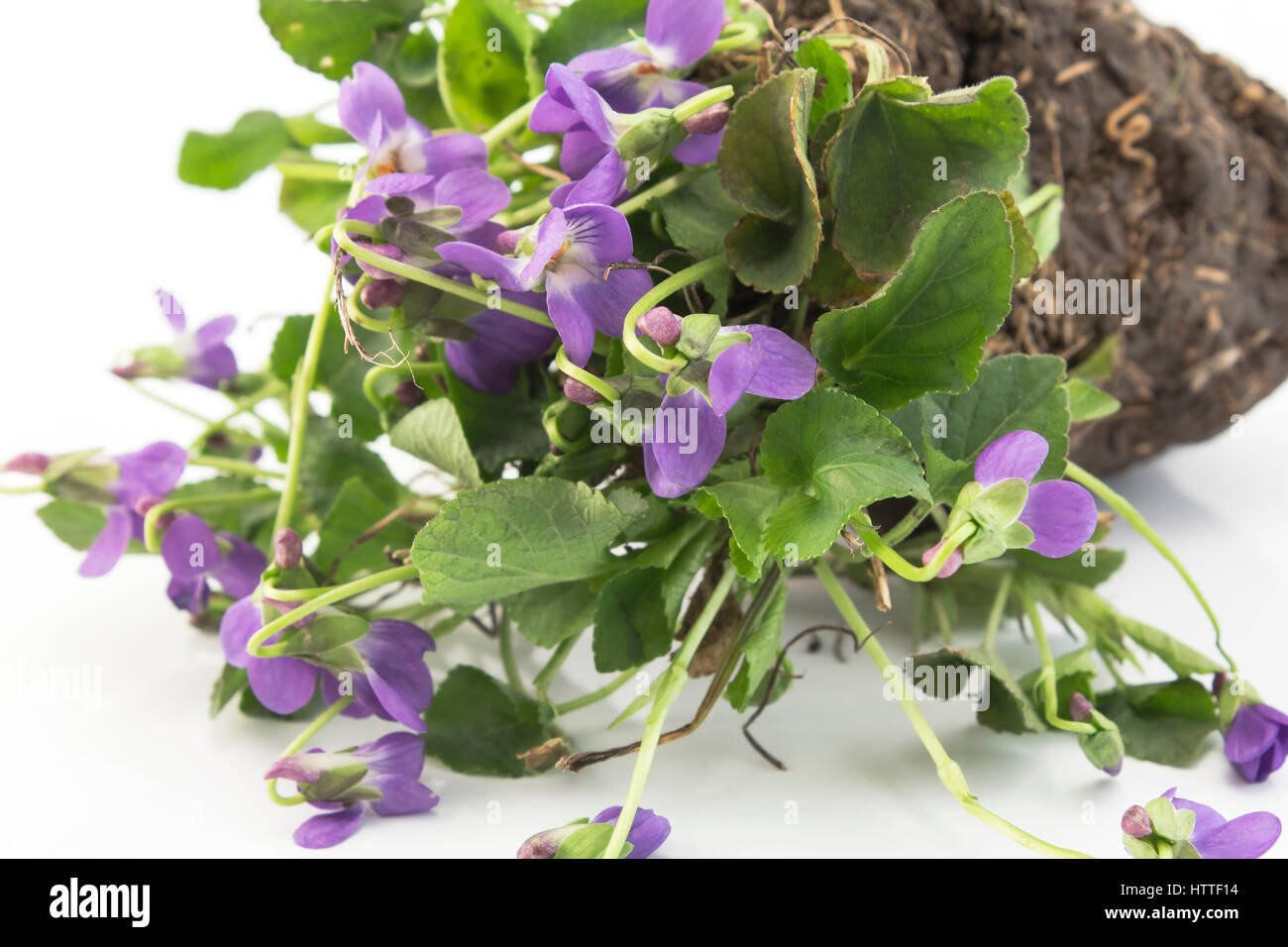 Bunch Violets, Viola Odorata, Punch Earth, Ready for Transplanting ...