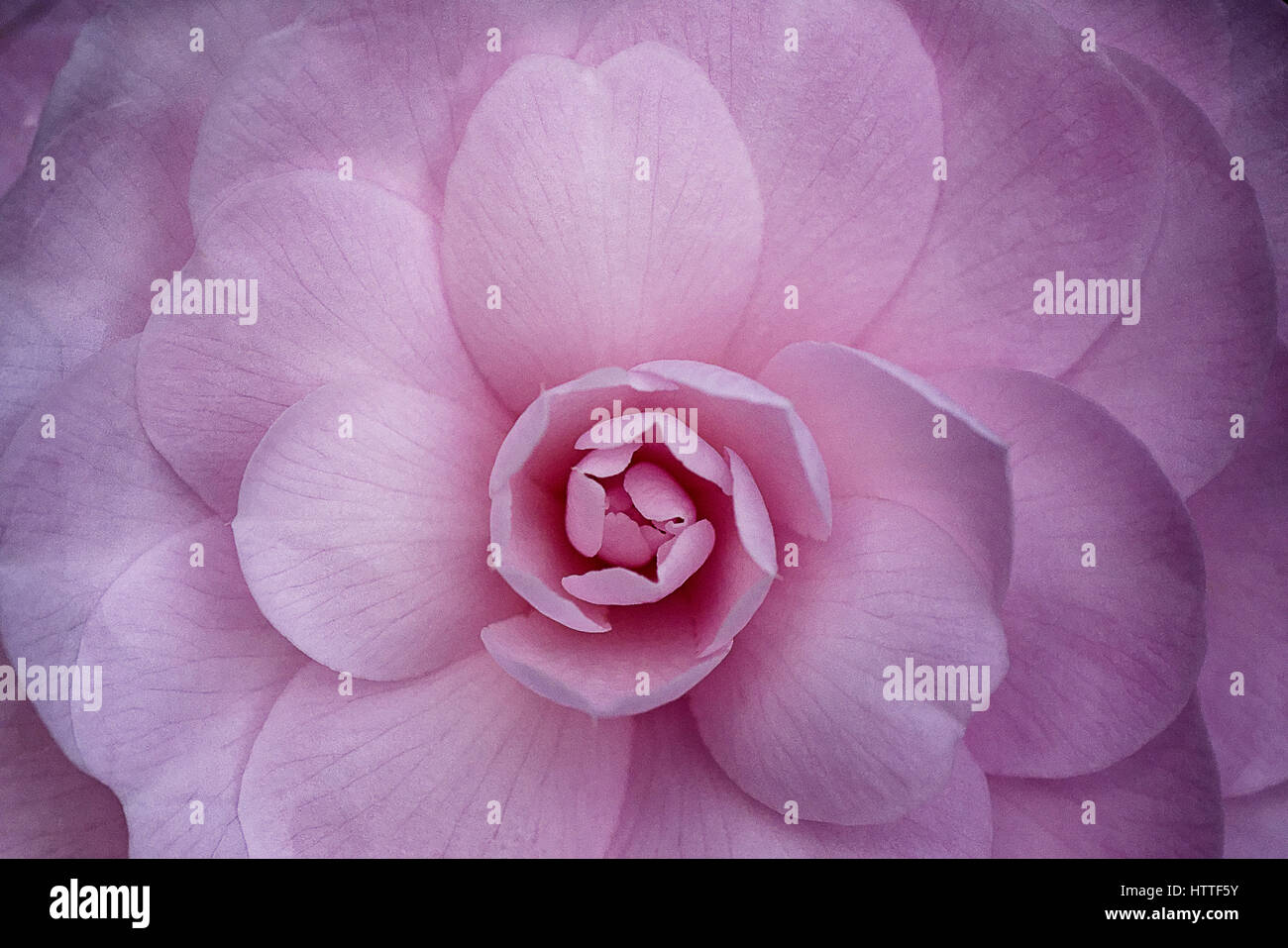 Pink Camellia flower head Stock Photo - Alamy