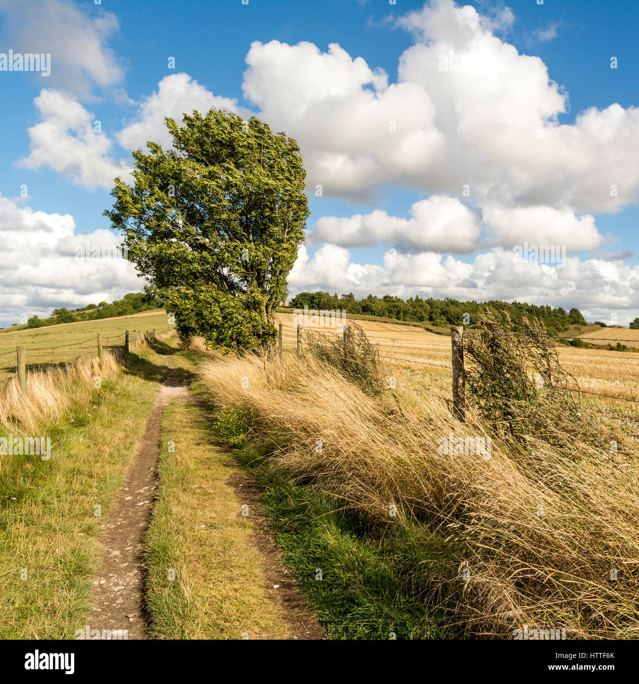 The South Downs Way leading up to Rackham Bank from Amberley in West ...