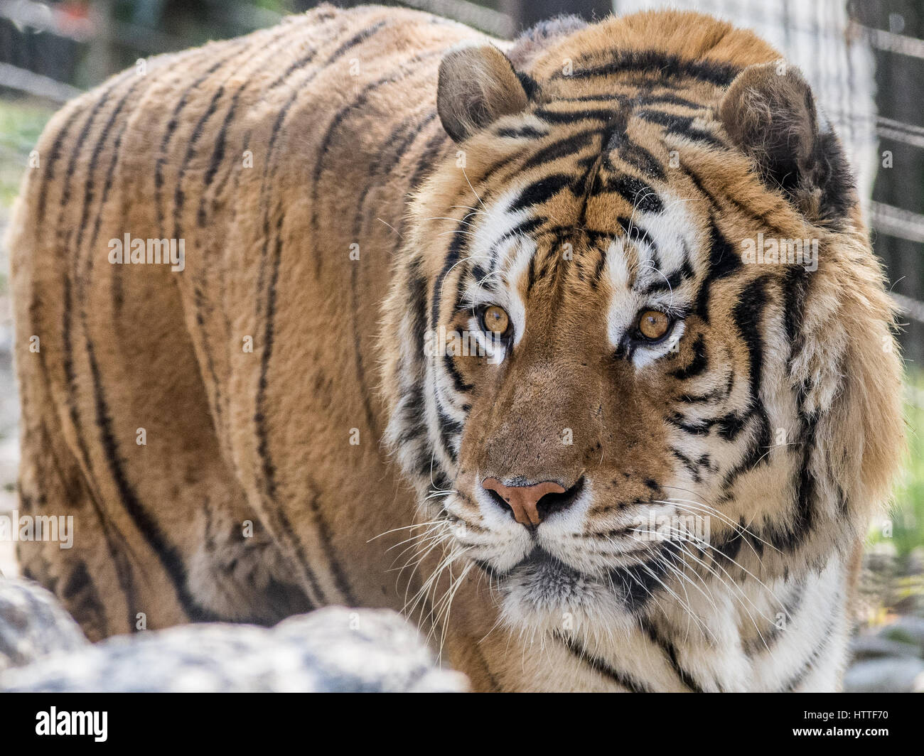 Close-up portrait of a big tiger of Siberia, horizontal color image ...
