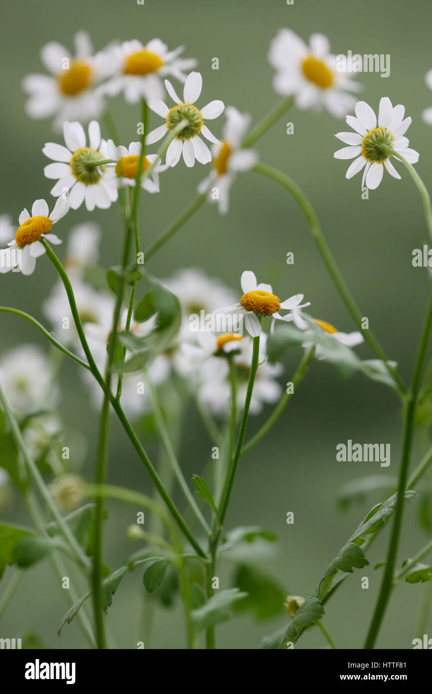 leggy feverfew, charming daisy-like tansy, medicinal herb Jane Ann ...