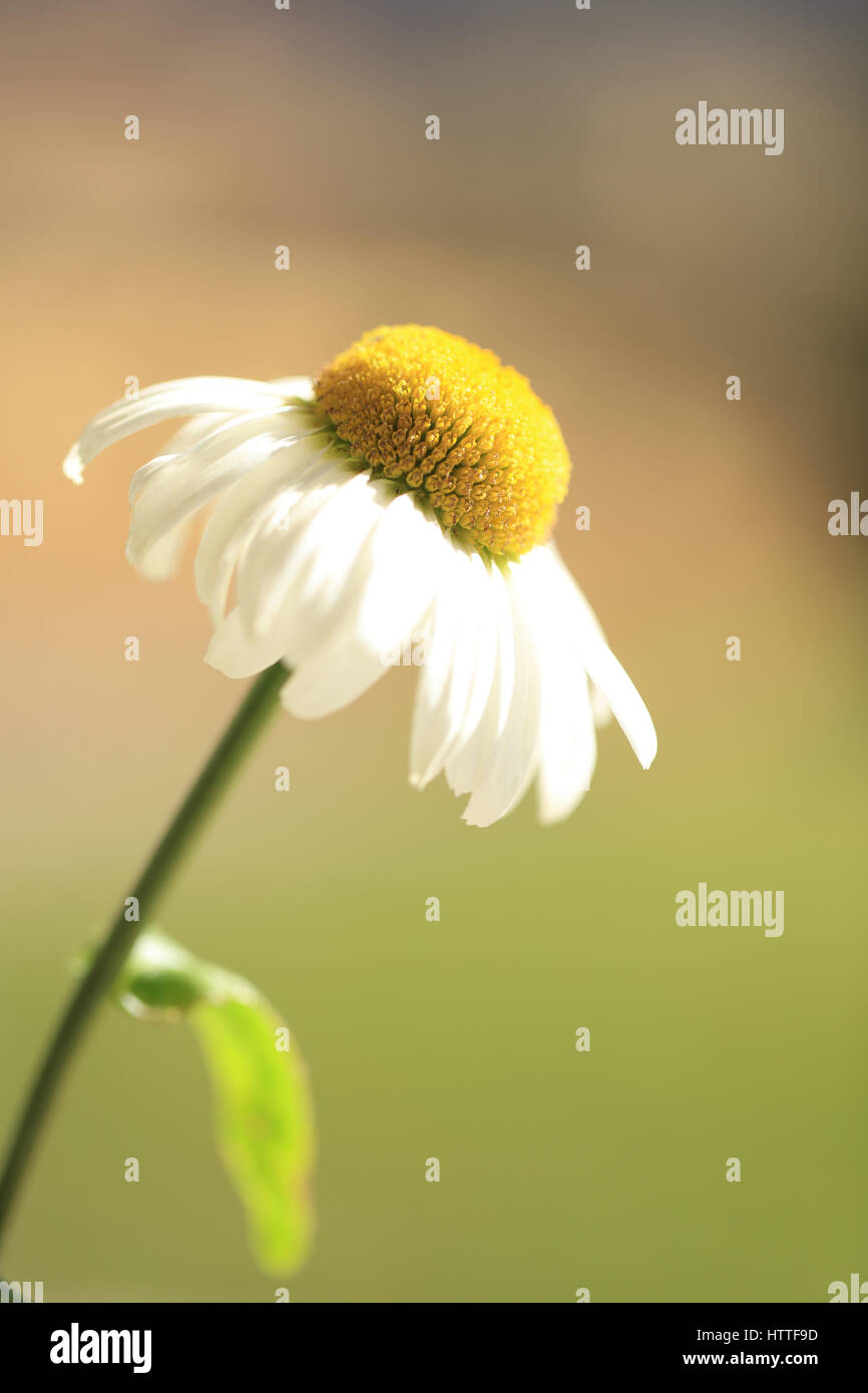 A vertical presentation of a white and yellow daisy with a blurred ...