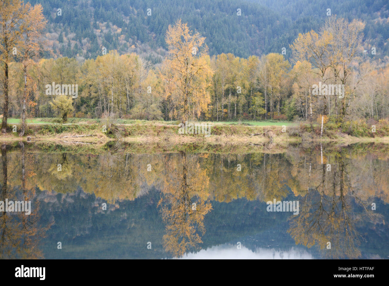 Colourful autumn trees reflected in the calm waters of the Fraser River ...