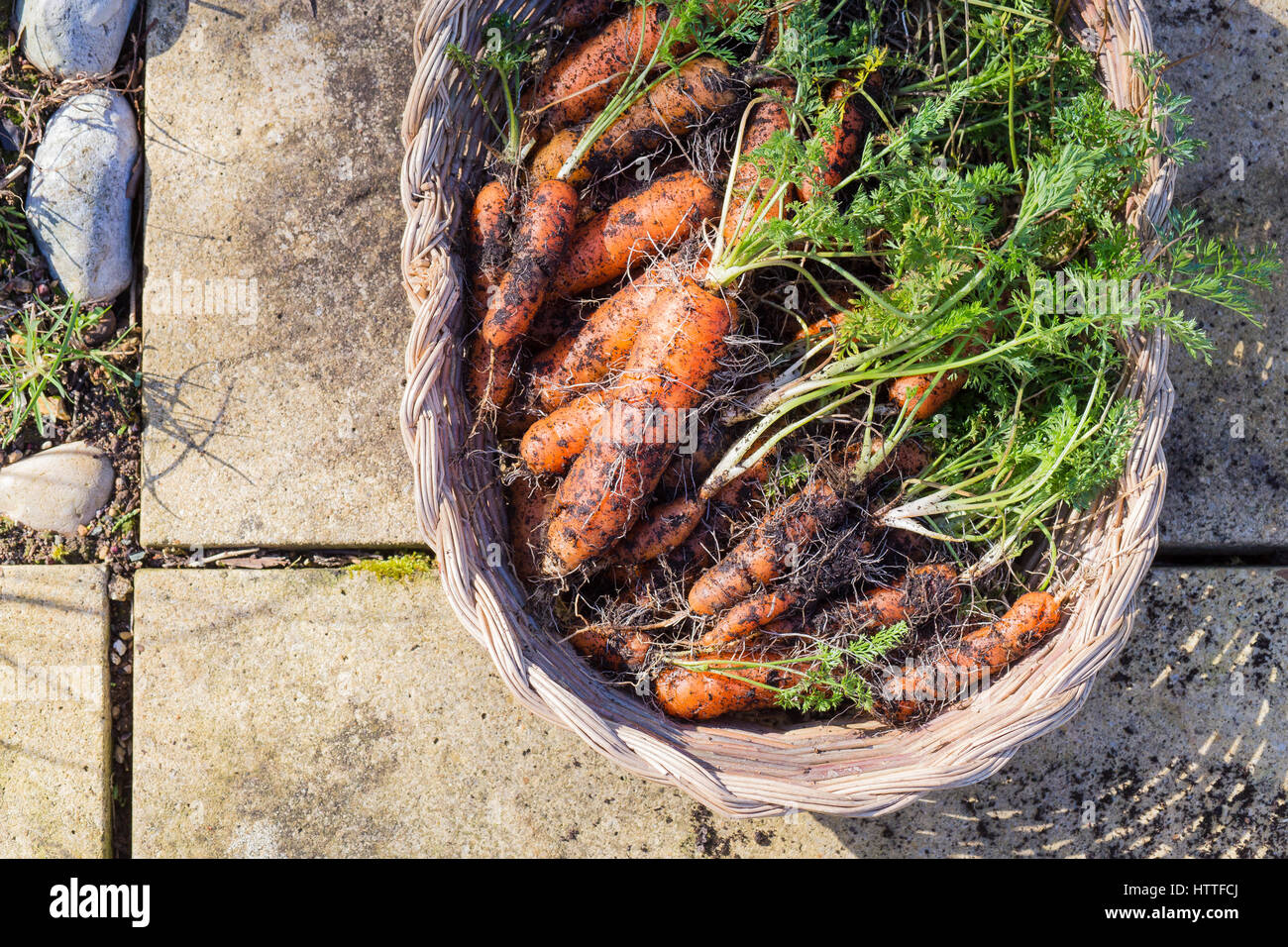 Homegrown organic carrots with traces of compost in wicker basket Stock ...
