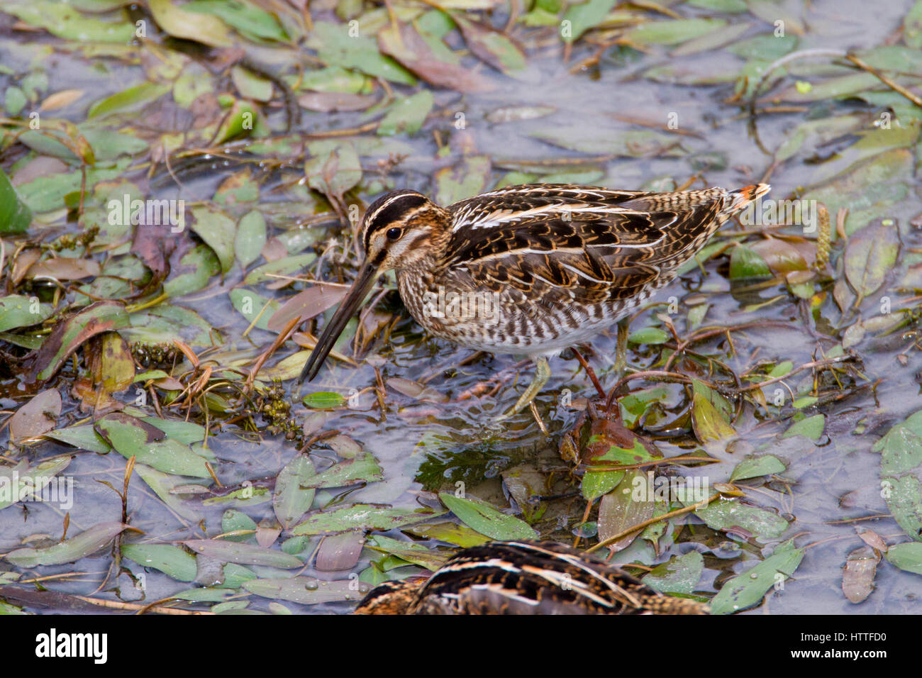 Wilson's Snipe (Gallinago delicata) feeding in shallow water on ...