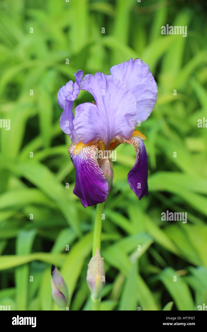 Iris flower in a garden Stock Photo - Alamy