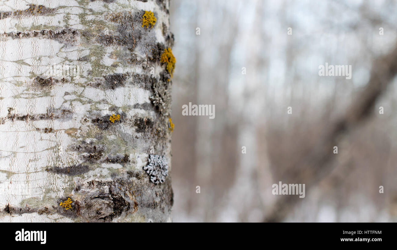 Aspen Closeup against Blurred Background Stock Photo - Alamy