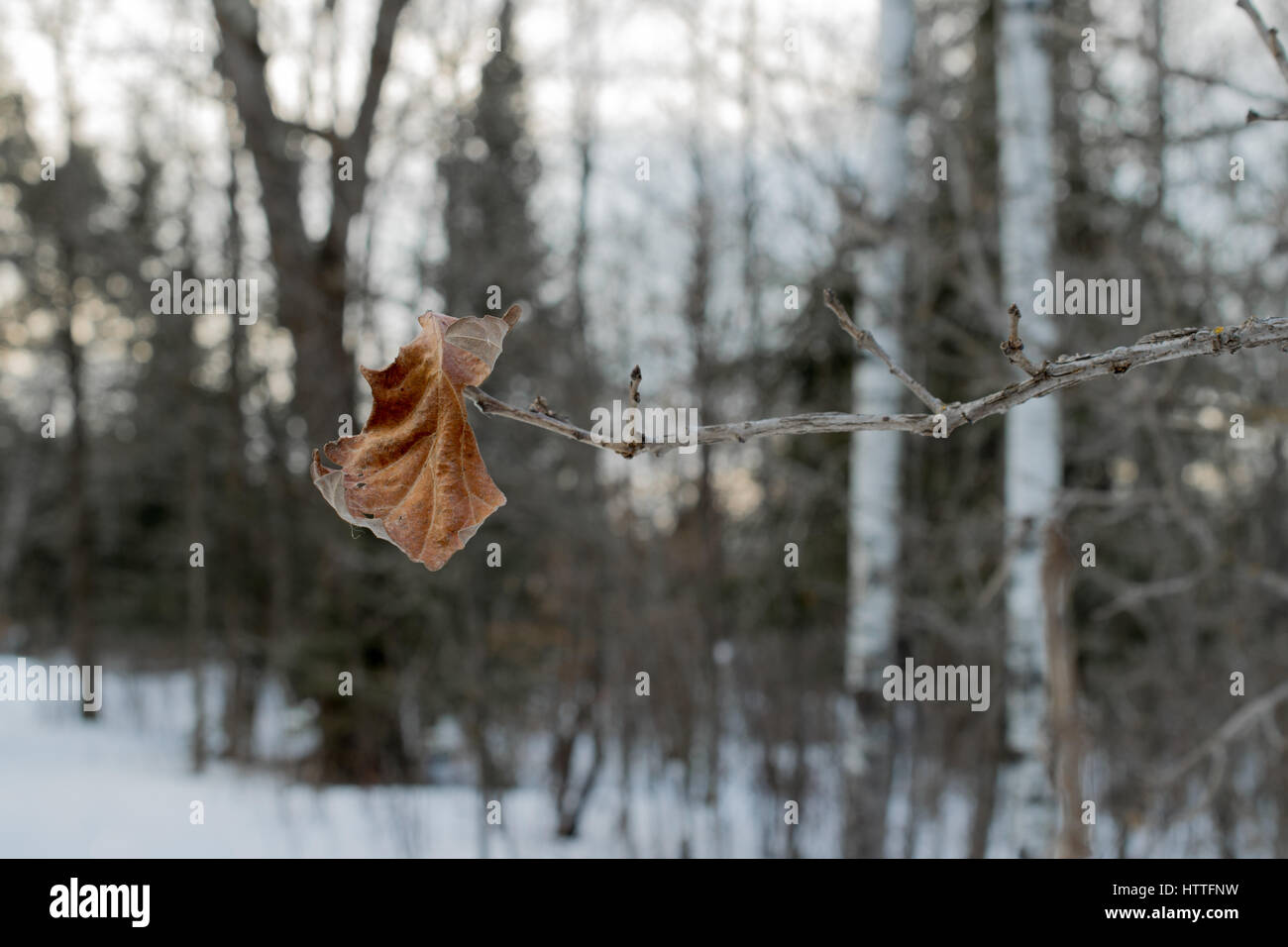 Brown Burr Oak Leaf Clinging to Dormant Branch Stock Photo - Alamy
