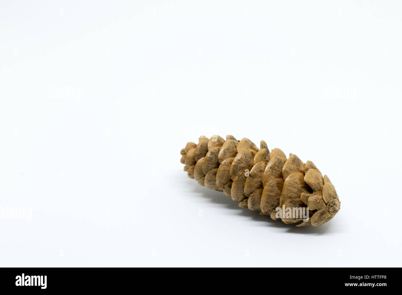 White spruce cone hi-res stock photography and images - Alamy