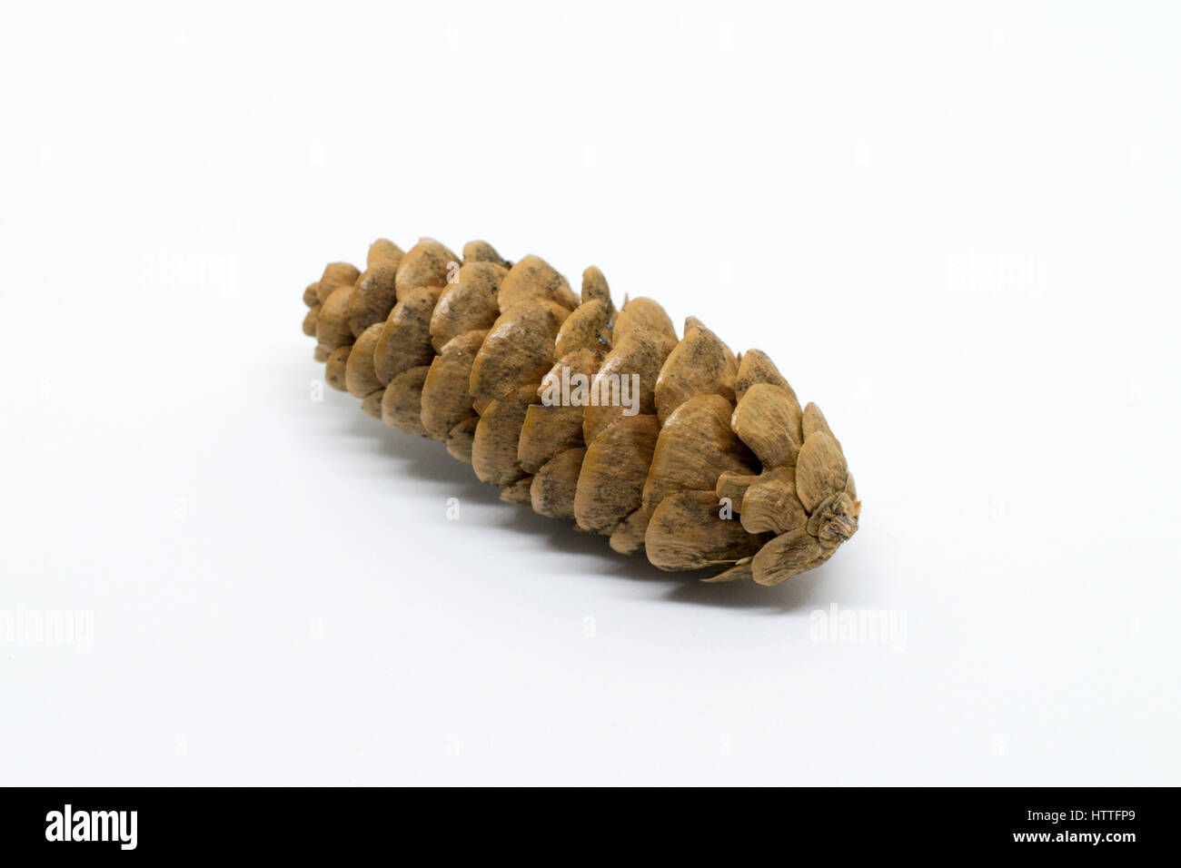 White spruce picea glauca cone hi-res stock photography and images - Alamy