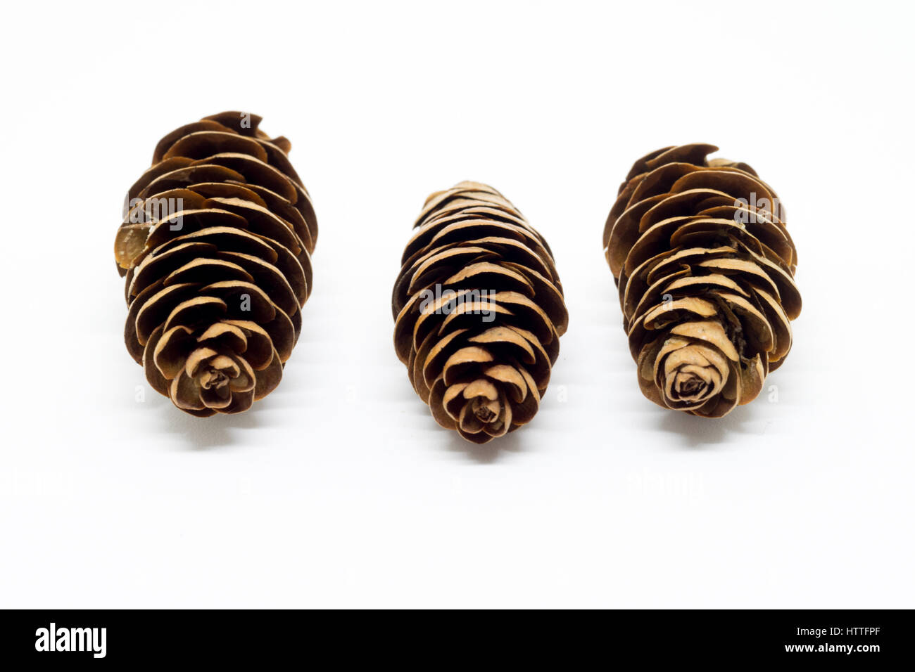 White Spruce Cones High Resolution Stock Photography and Images - Alamy