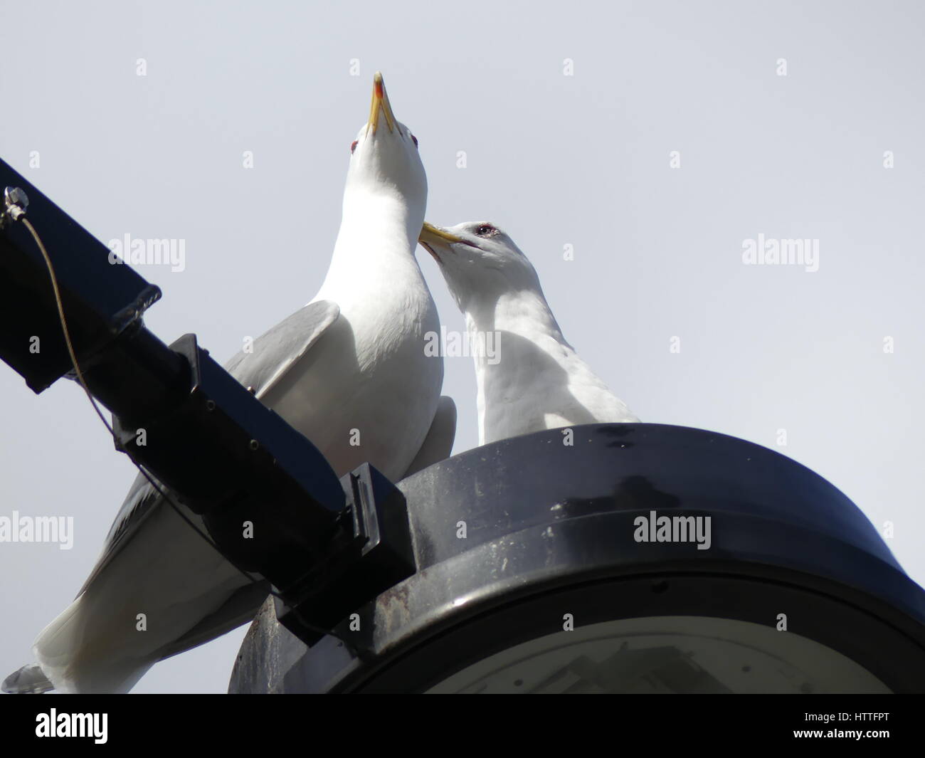 White seagulls couple background round Stock Photo - Alamy