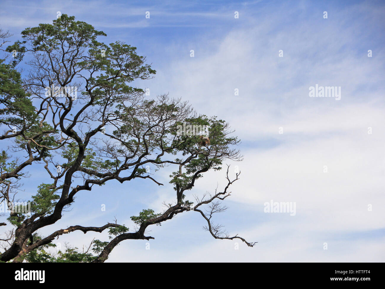 the big tree with the blue sky and cloud, Branches and leaves forming a ...