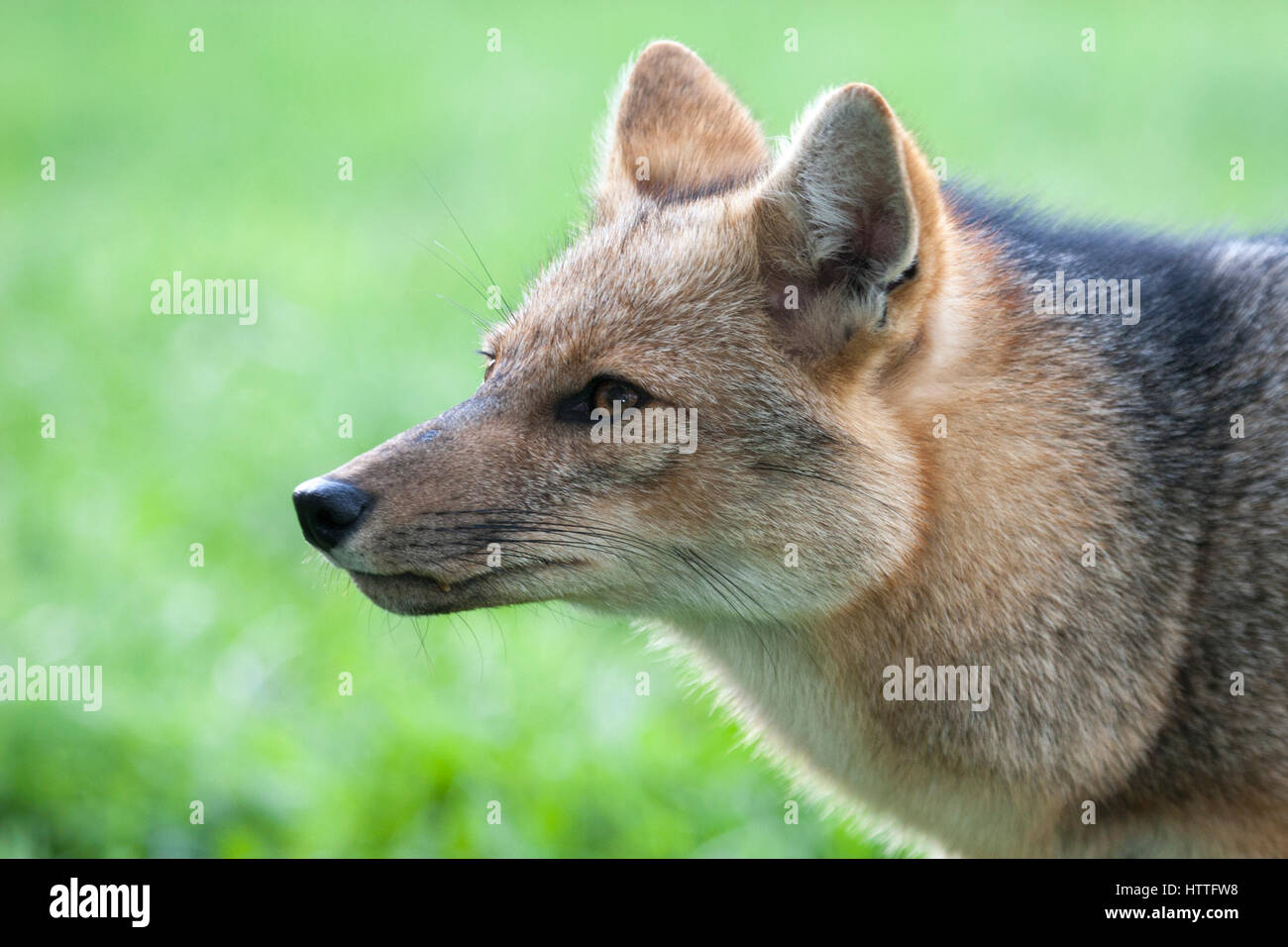 Culpeo fox at Lago Grey in Torres del Paine National Park (Lycalopex ...
