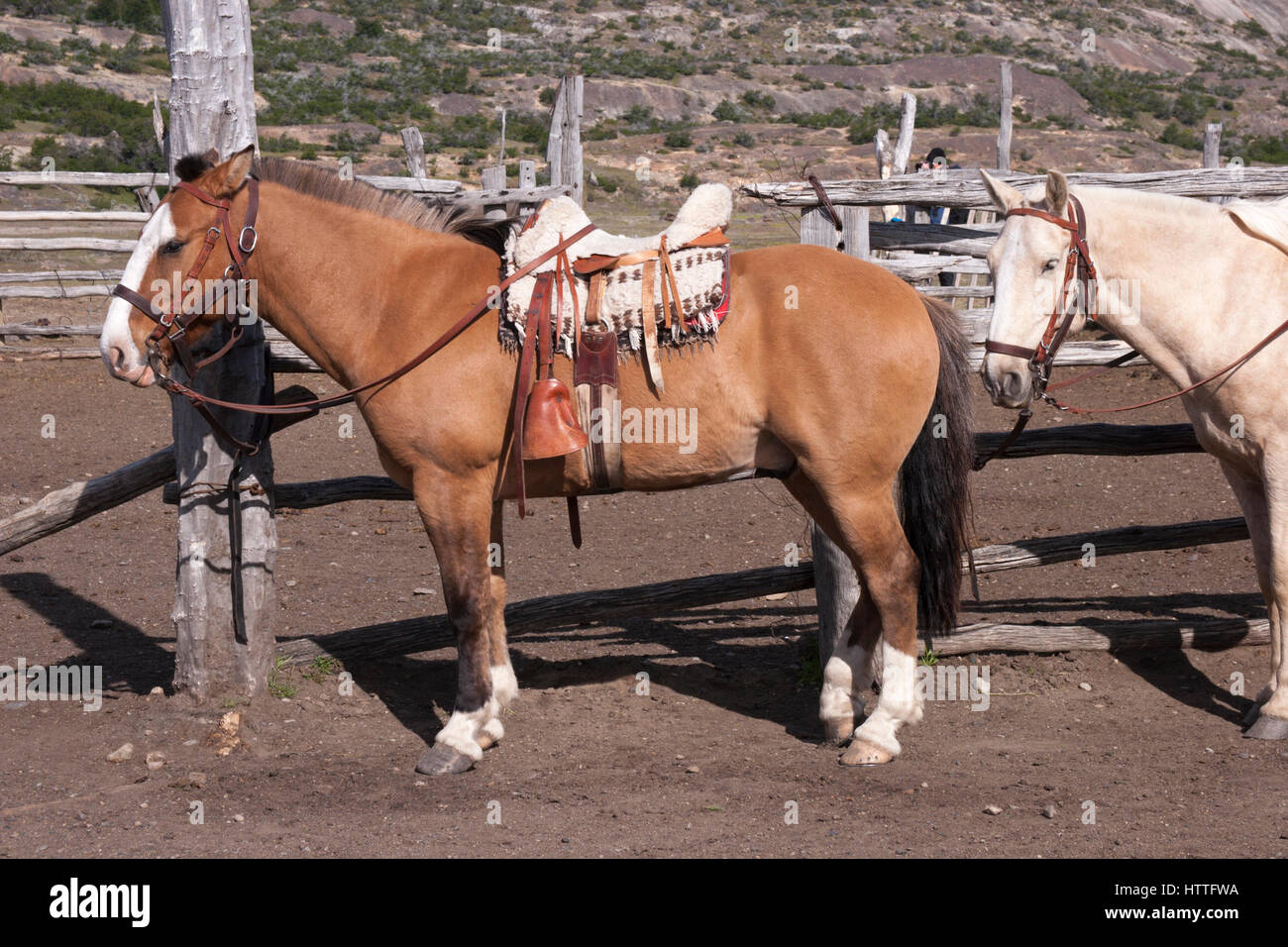 Horse wearing traditional gaucho saddle with sheepskin Stock Photo - Alamy