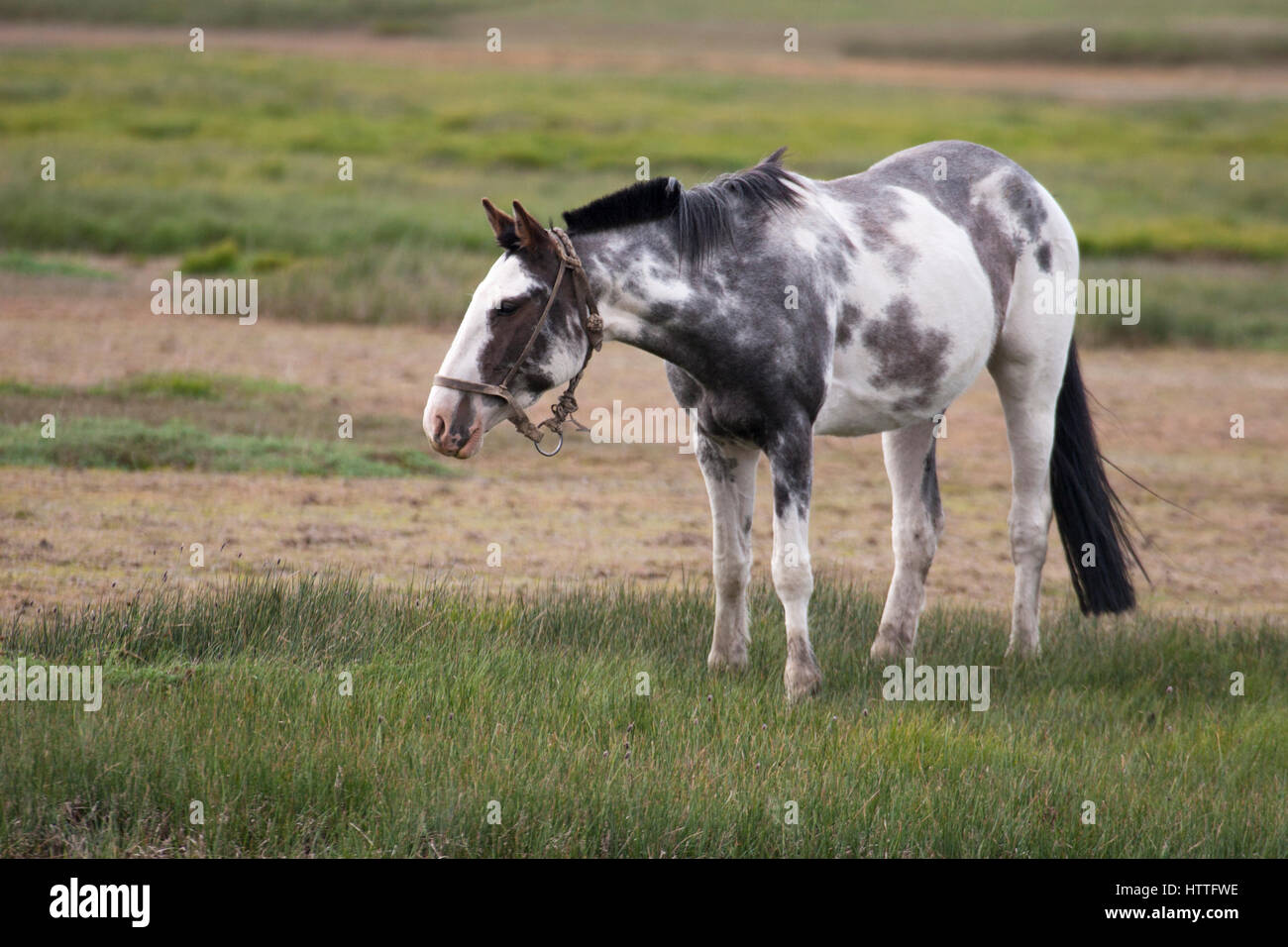 Pinto horse in pasture, El Calafate, Patagonia, Argentina Stock Photo ...