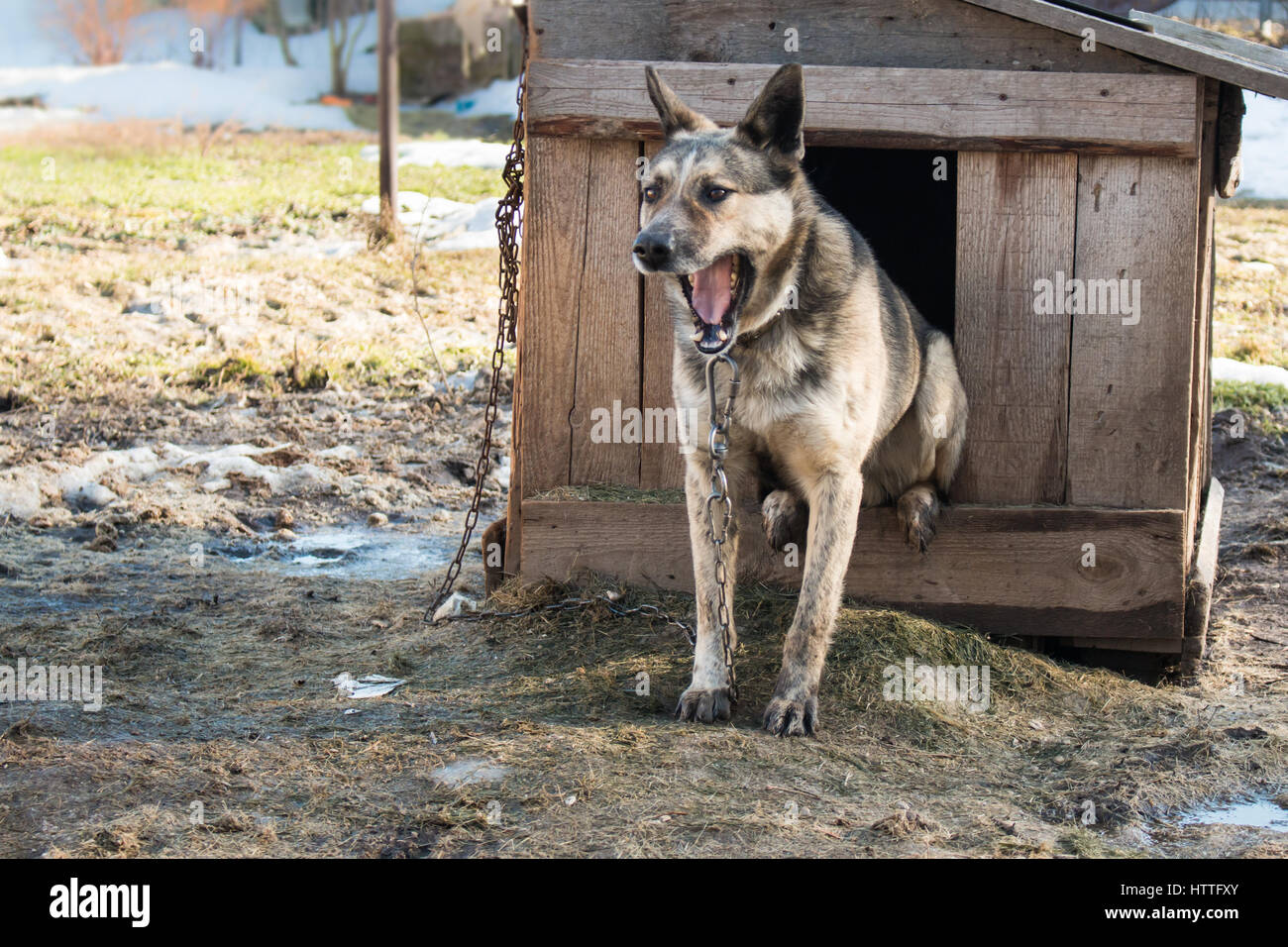Young guard sentry dog sits on a chain in kennel Stock Photo - Alamy