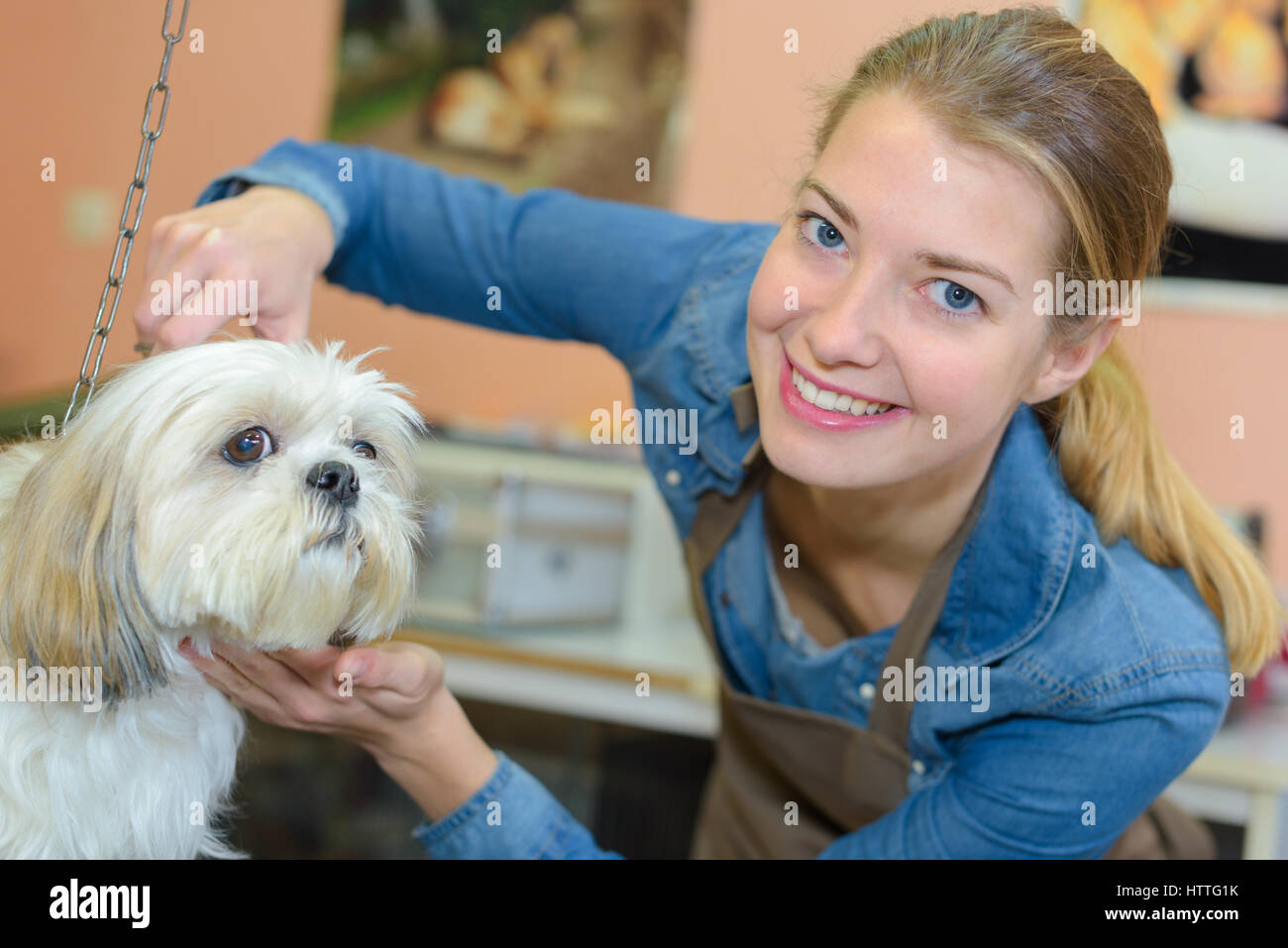 Pet grooming dog getting haircut hi-res stock photography and images ...