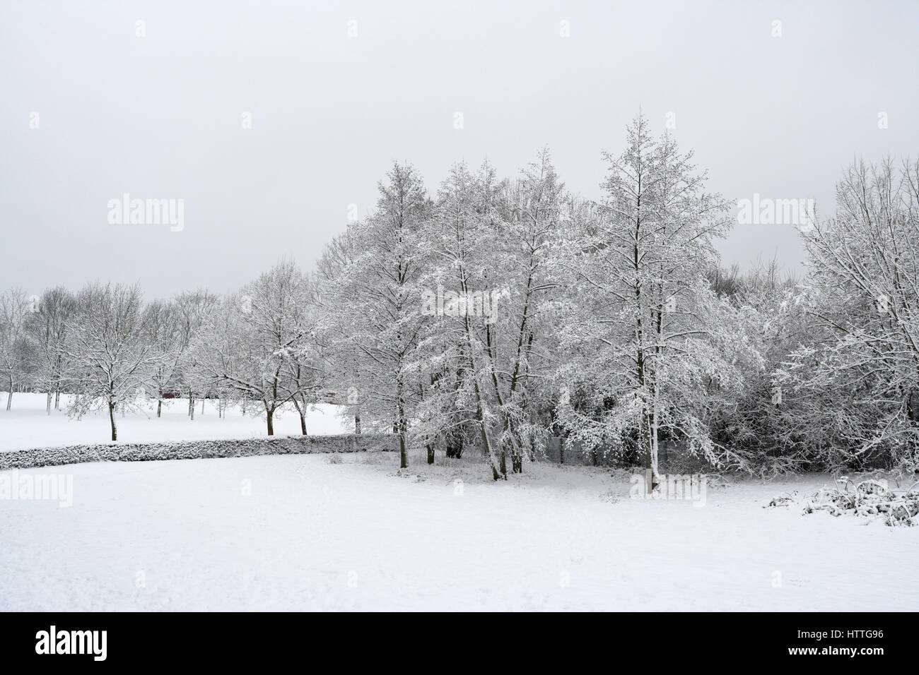 Grey trees hi-res stock photography and images - Alamy