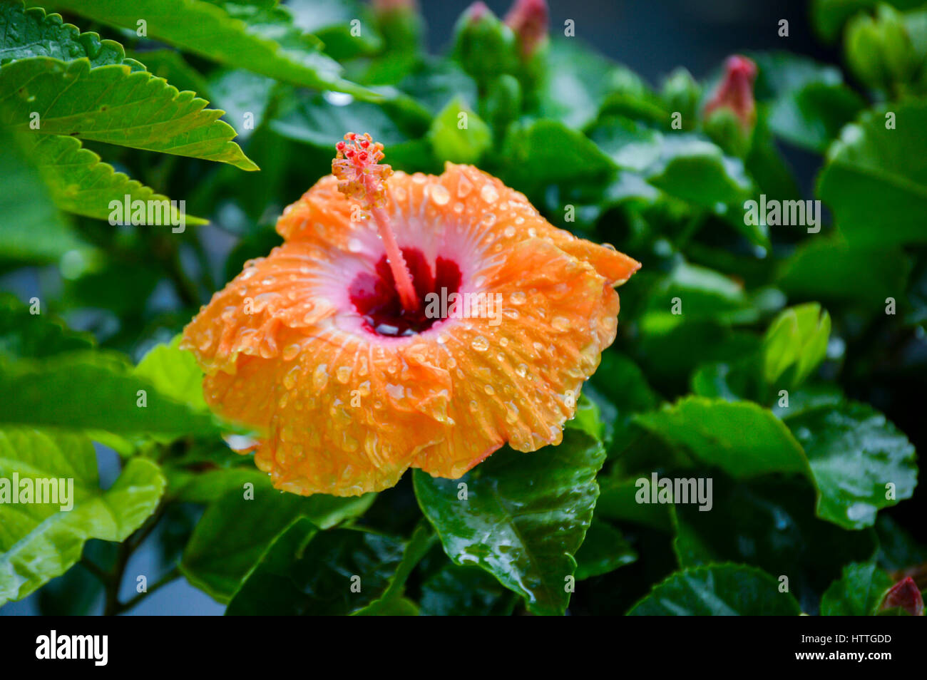 Hibiscus hi-res stock photography and images - Alamy