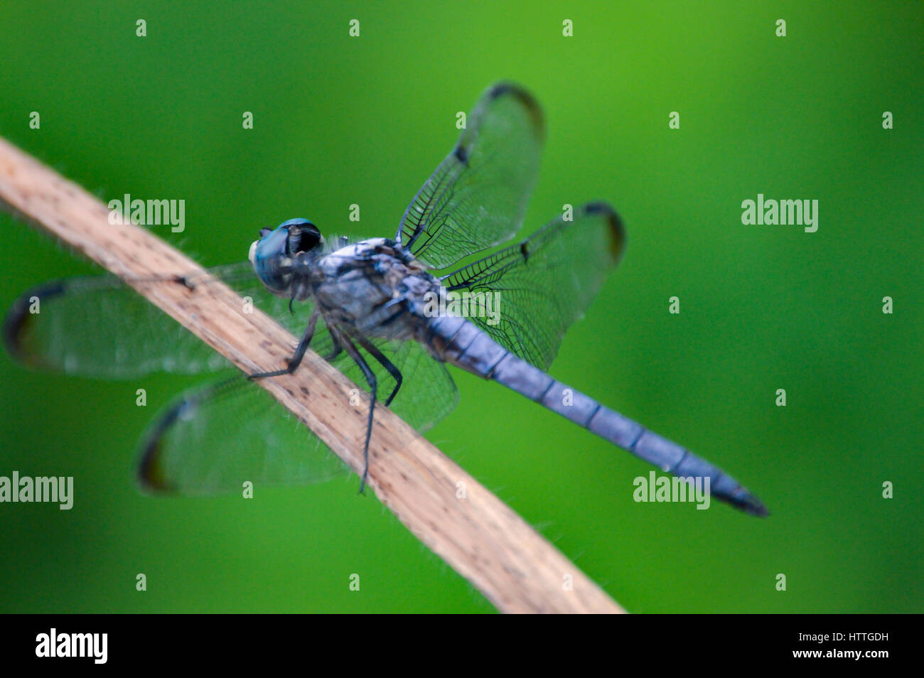 Multi eyed insect hi-res stock photography and images - Alamy