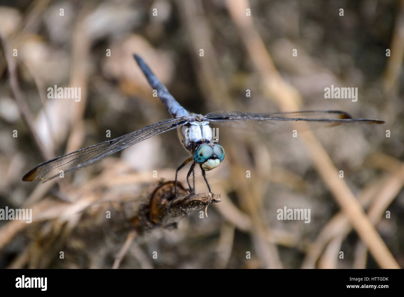 Dragonfly wings hi-res stock photography and images - Alamy