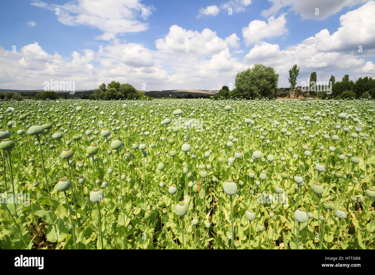 Opium poppy harvest hi-res stock photography and images - Alamy