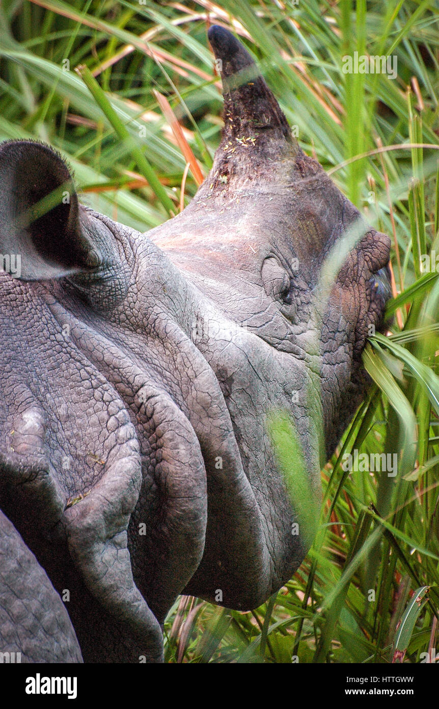 Rhino on grass hi-res stock photography and images - Alamy