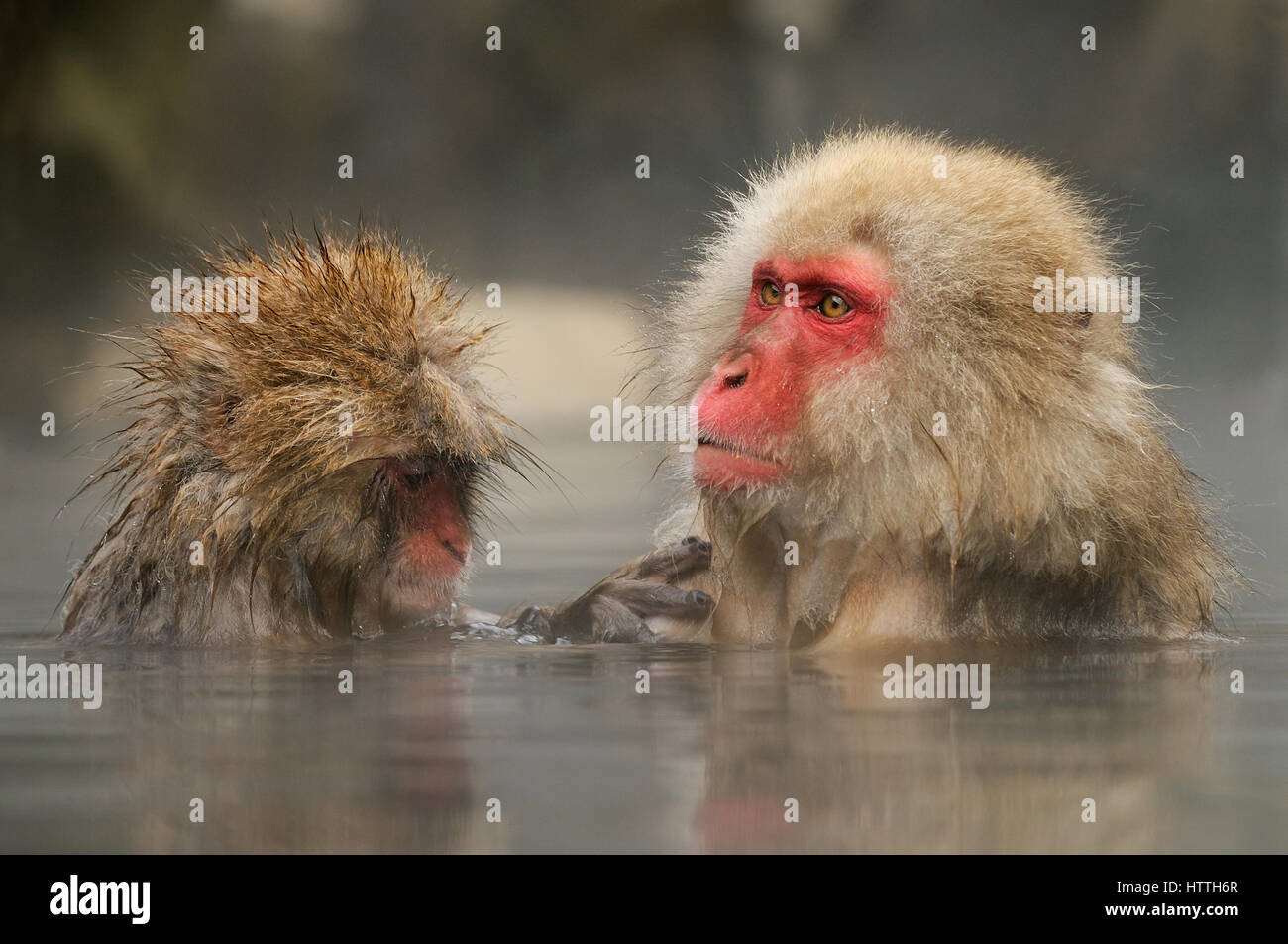 Japanese Macaque aka Snow Monkey at Jigokudani “Hell’s Valley” Wild ...