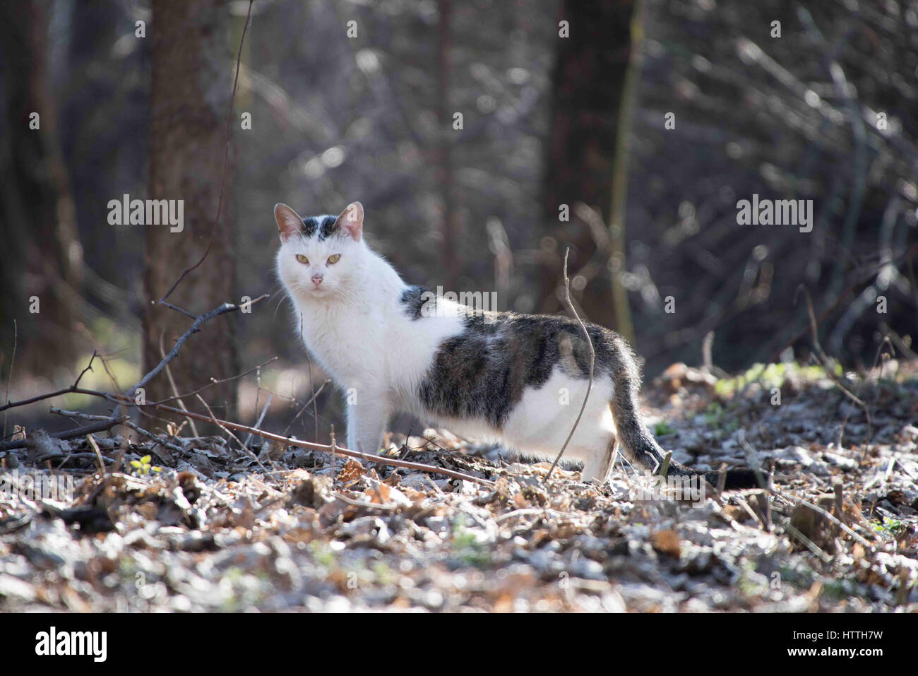 Cat portrait close up, only head crop, cat in light brown and cream ...