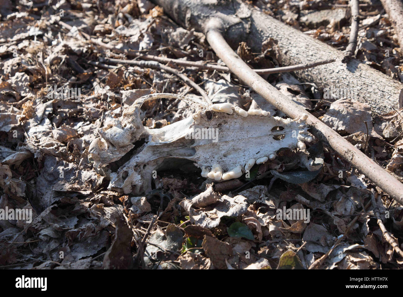 Dog skull anatomy hi-res stock photography and images - Alamy