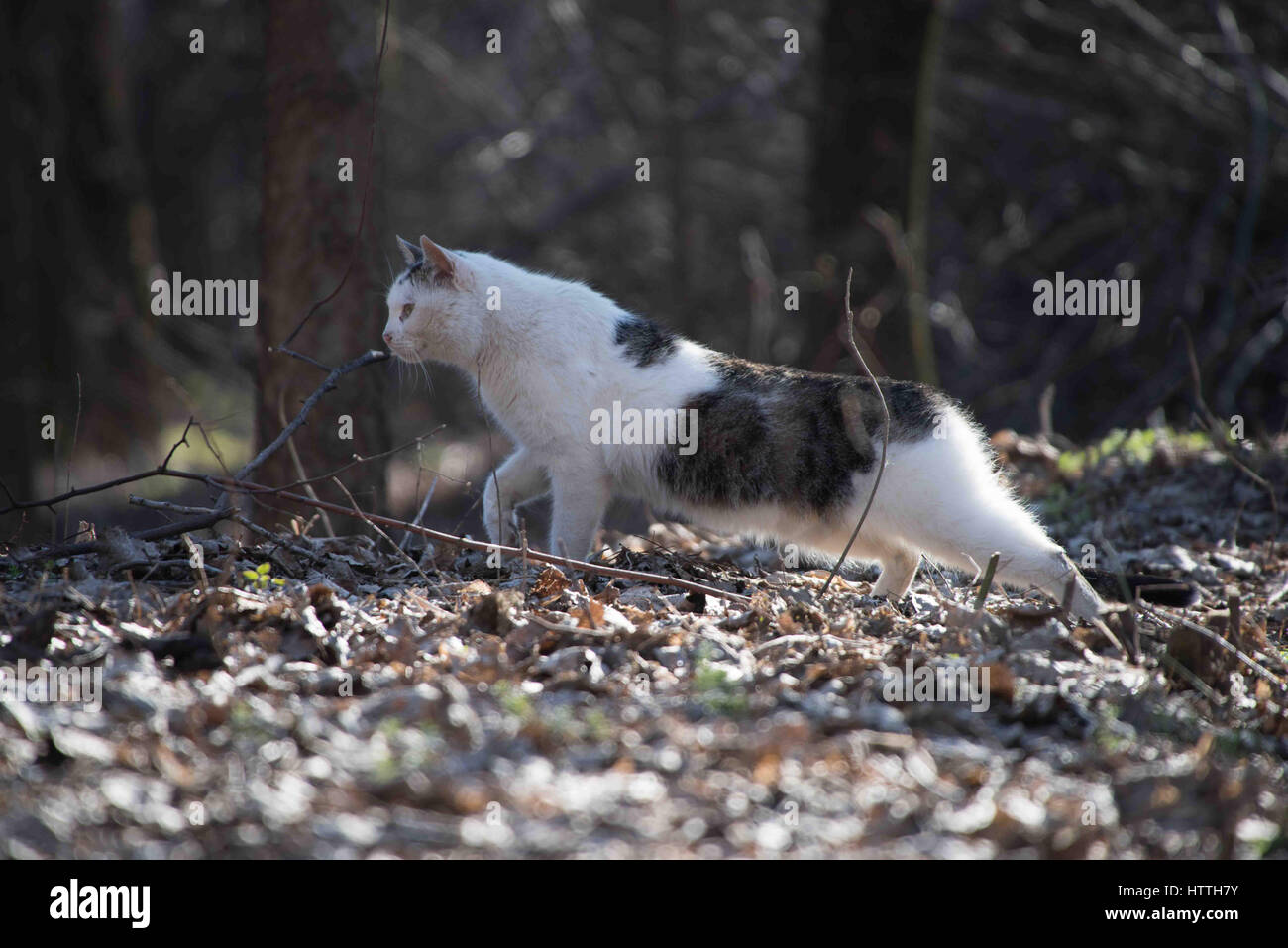Cat portrait close up, only head crop, cat in light brown and cream ...