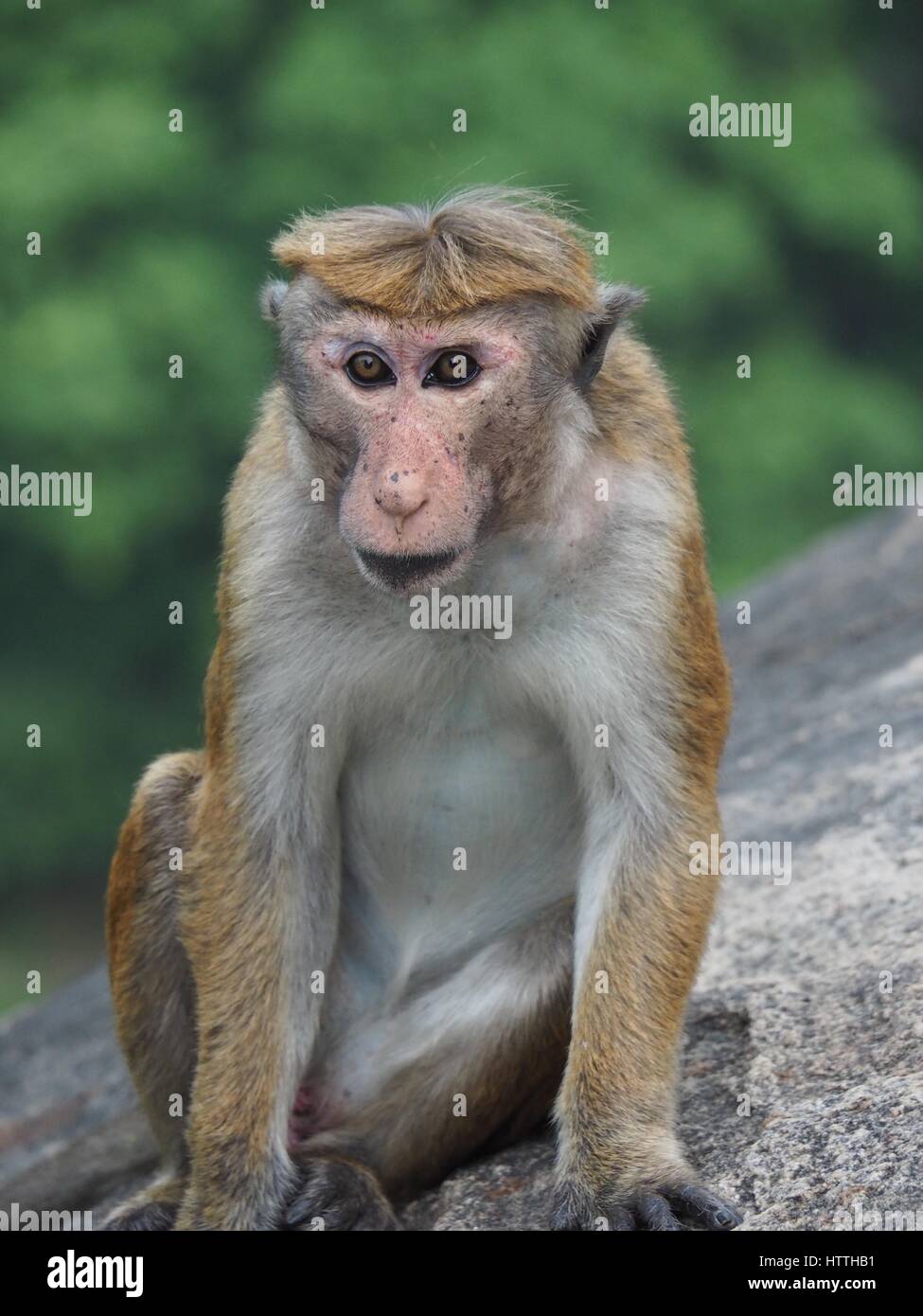 Monkey grey in colors hi-res stock photography and images - Alamy