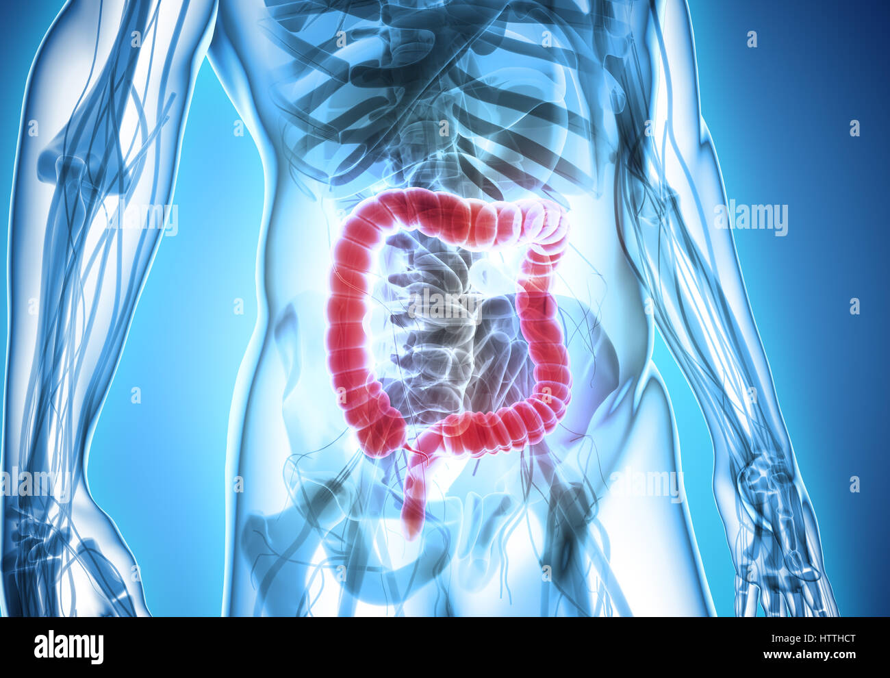 3D illustration of Large Intestine, Part of Digestive System Stock ...