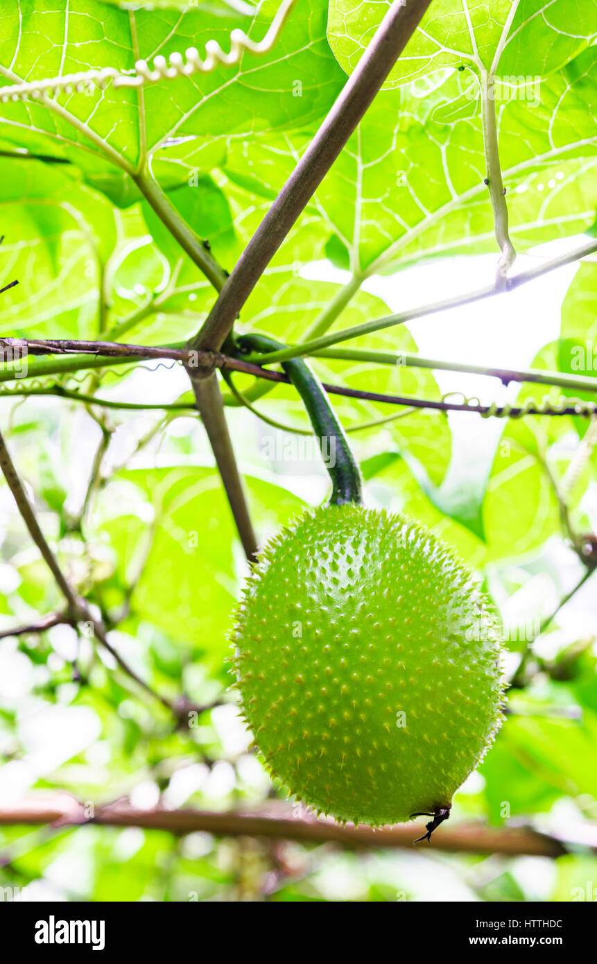Momordica cochinchinensis hi-res stock photography and images - Alamy