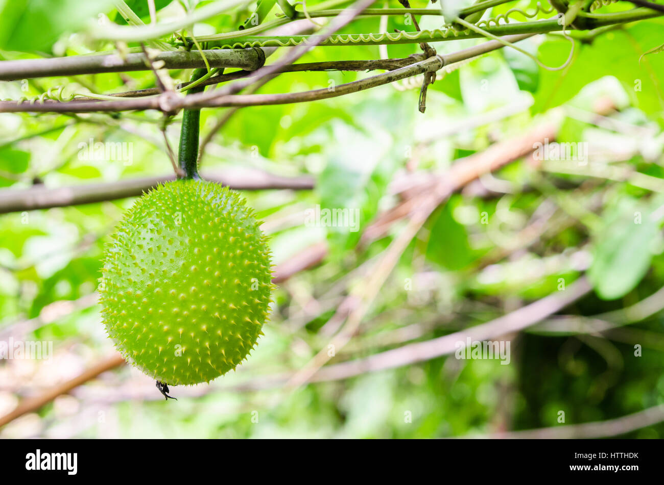 Momordica cochinchinensis hi-res stock photography and images - Alamy