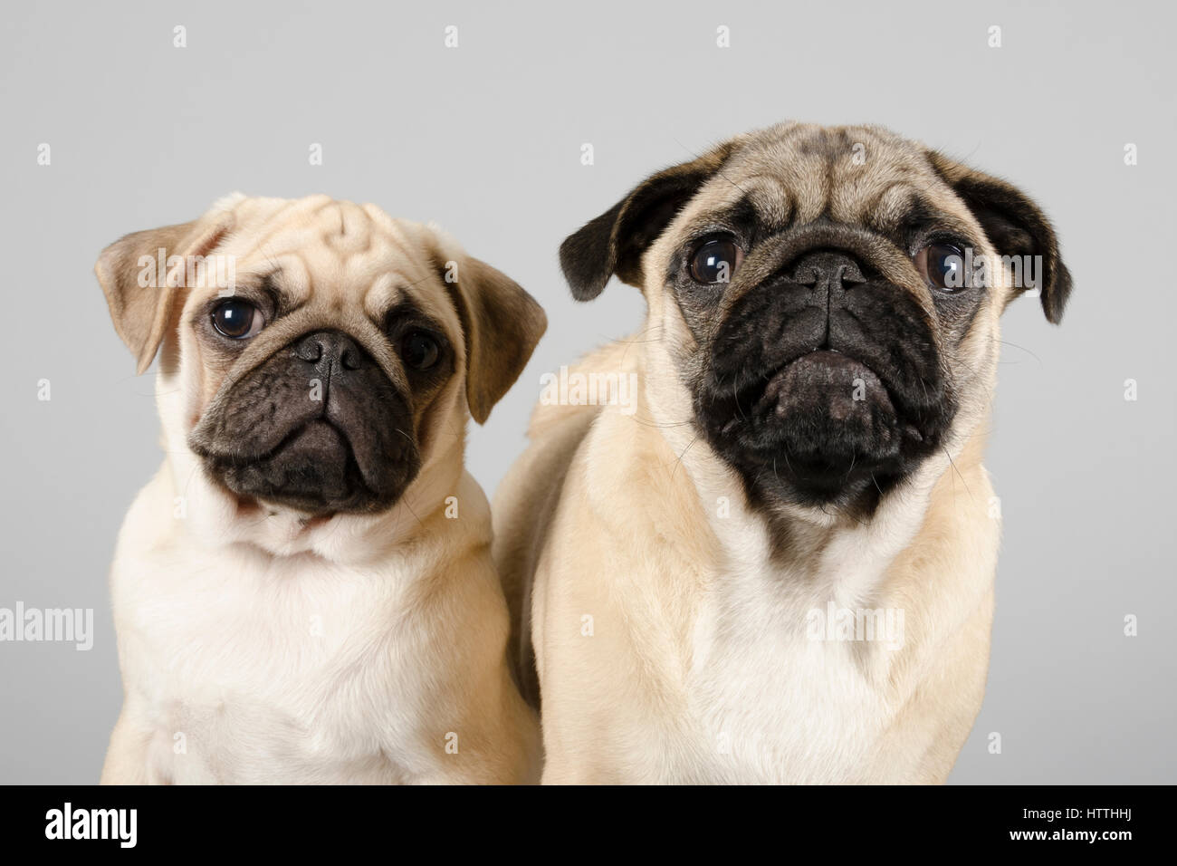 Pugs hi-res stock photography and images - Alamy