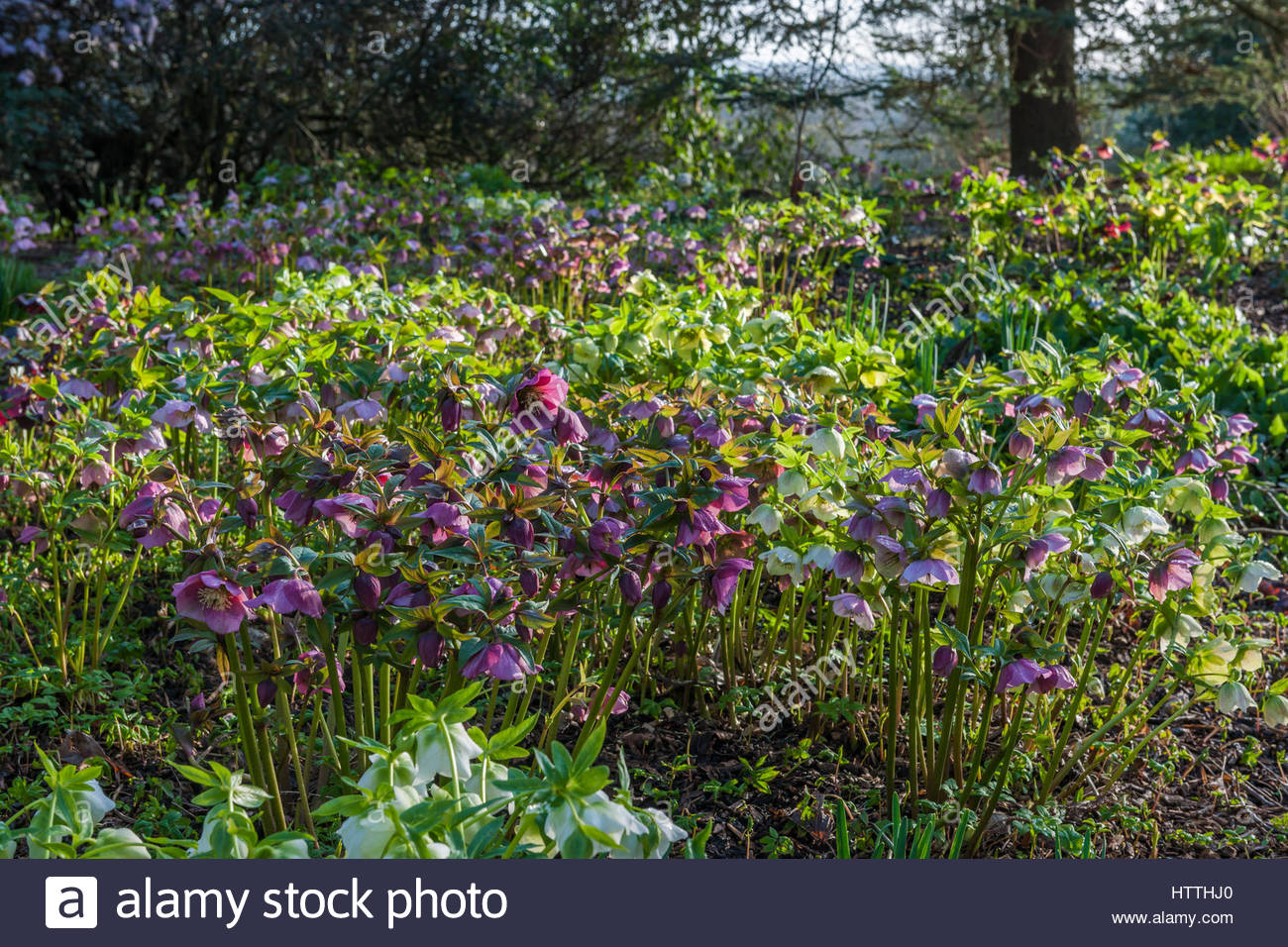Spring Border Hellebores Stock Photos & Spring Border Hellebores Stock ...