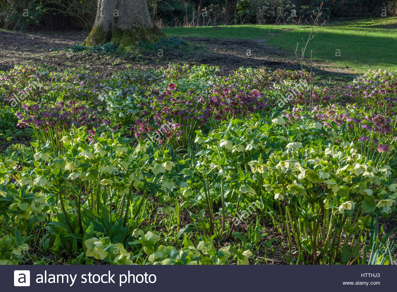 Spring Border Hellebores Stock Photos & Spring Border Hellebores Stock ...