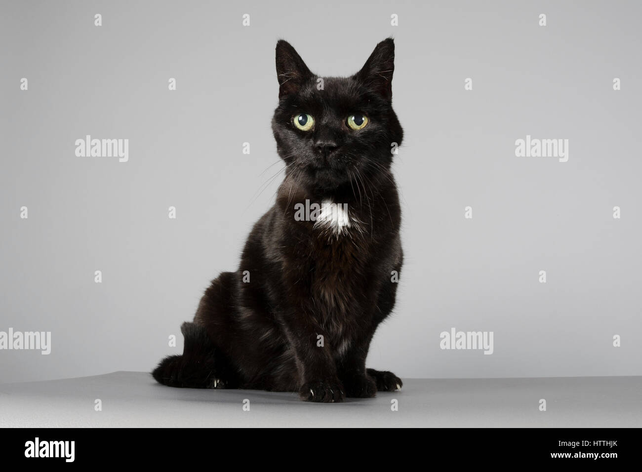 Black cat in front of a grey background, UK Stock Photo - Alamy