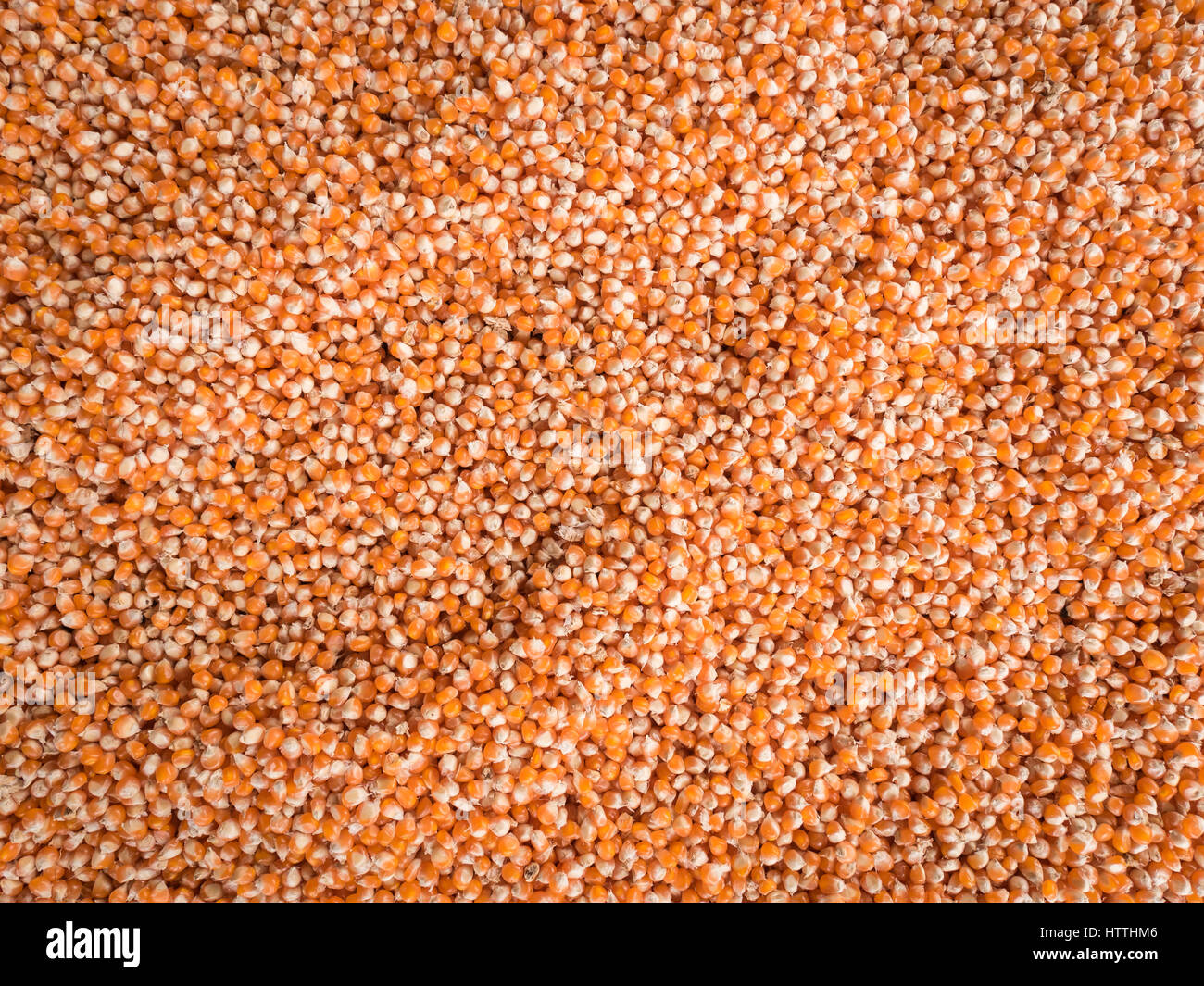 Corn seeds texture, agriculture background Stock Photo - Alamy