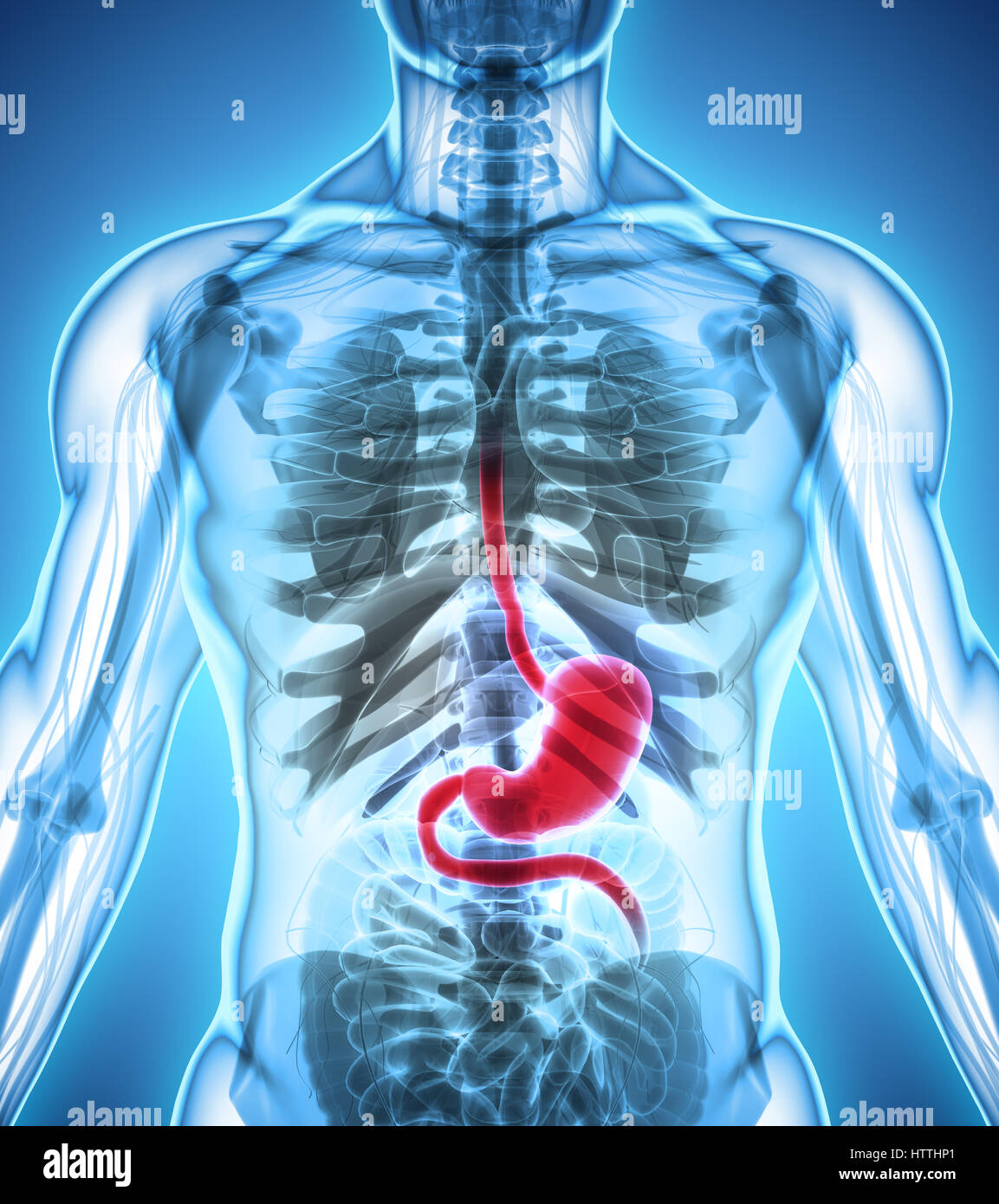 3D illustration of Stomach, Part of Digestive System, anatomy detail ...