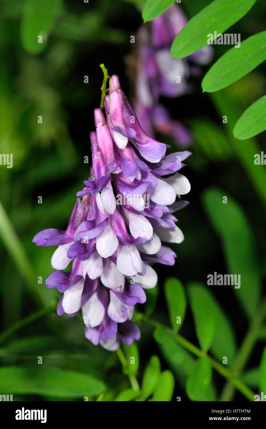 Flowers of Vicia sp. Natural park of the volcanic area of the Garrotxa ...