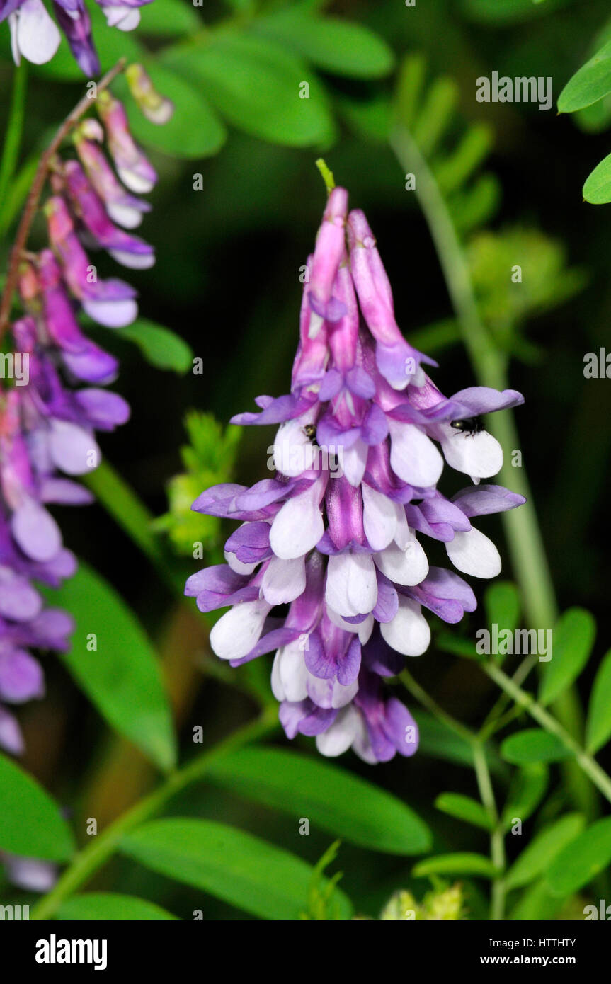 Flowers of Vicia sp. Natural park of the volcanic area of the Garrotxa ...