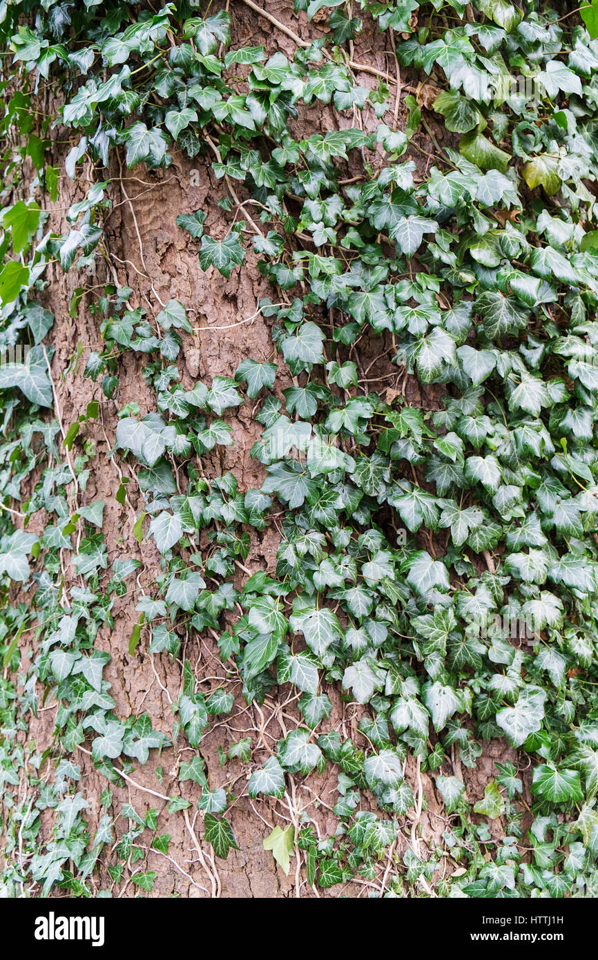 Ivy growing around tree trunk Stock Photo - Alamy