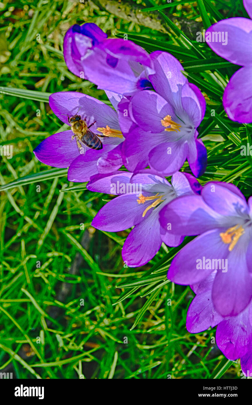 A honeybee collecting nectar Stock Photo - Alamy