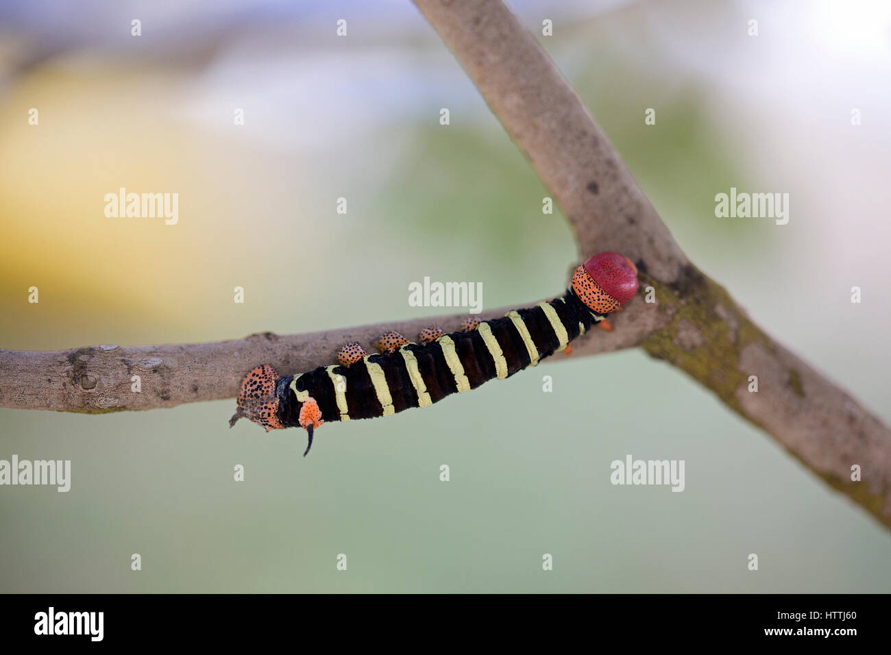 Tetrio Sphinx (Pseudosphinx tetrio) Trinidad & Tobago Stock Photo - Alamy